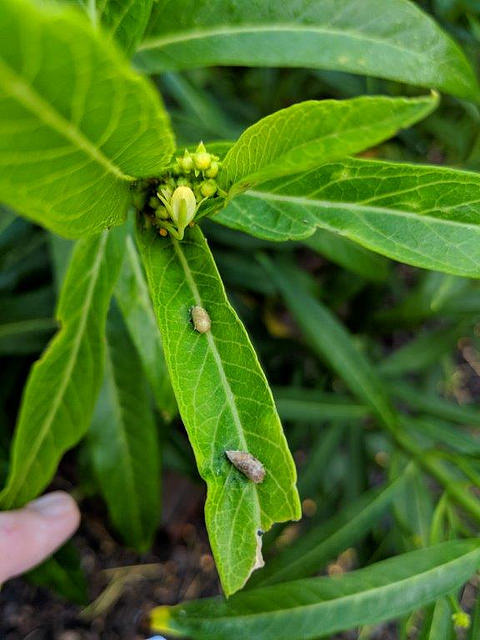 The Milkweed Ecosystem – The Demo Garden Blog