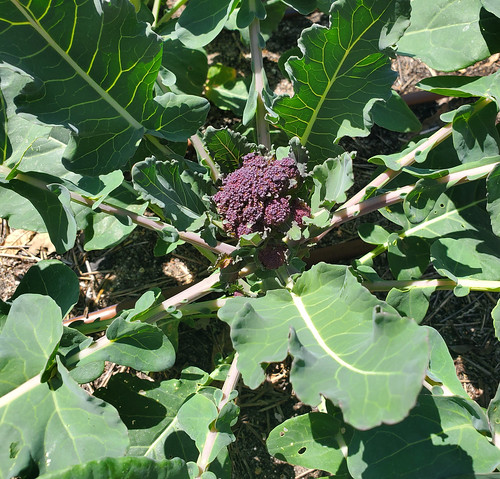 Purple Sprouting Broccoli | The Demo Garden Blog
