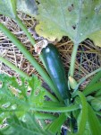 Growing squash – problems and solutions – The Demo Garden Blog
