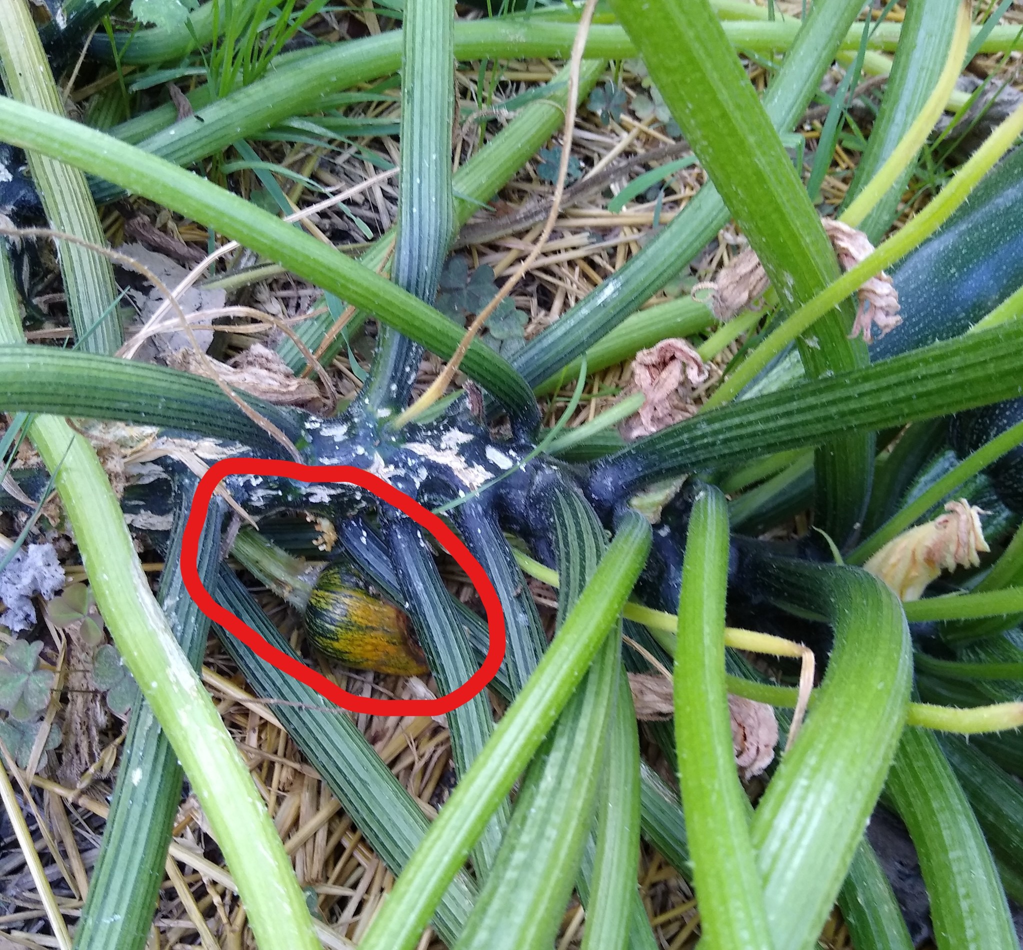 Growing squash – problems and solutions – The Demo Garden Blog