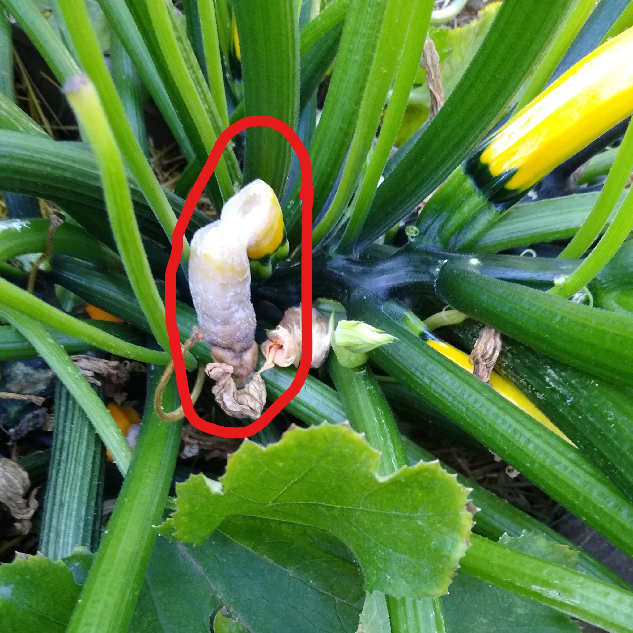 Growing squash – problems and solutions – The Demo Garden Blog