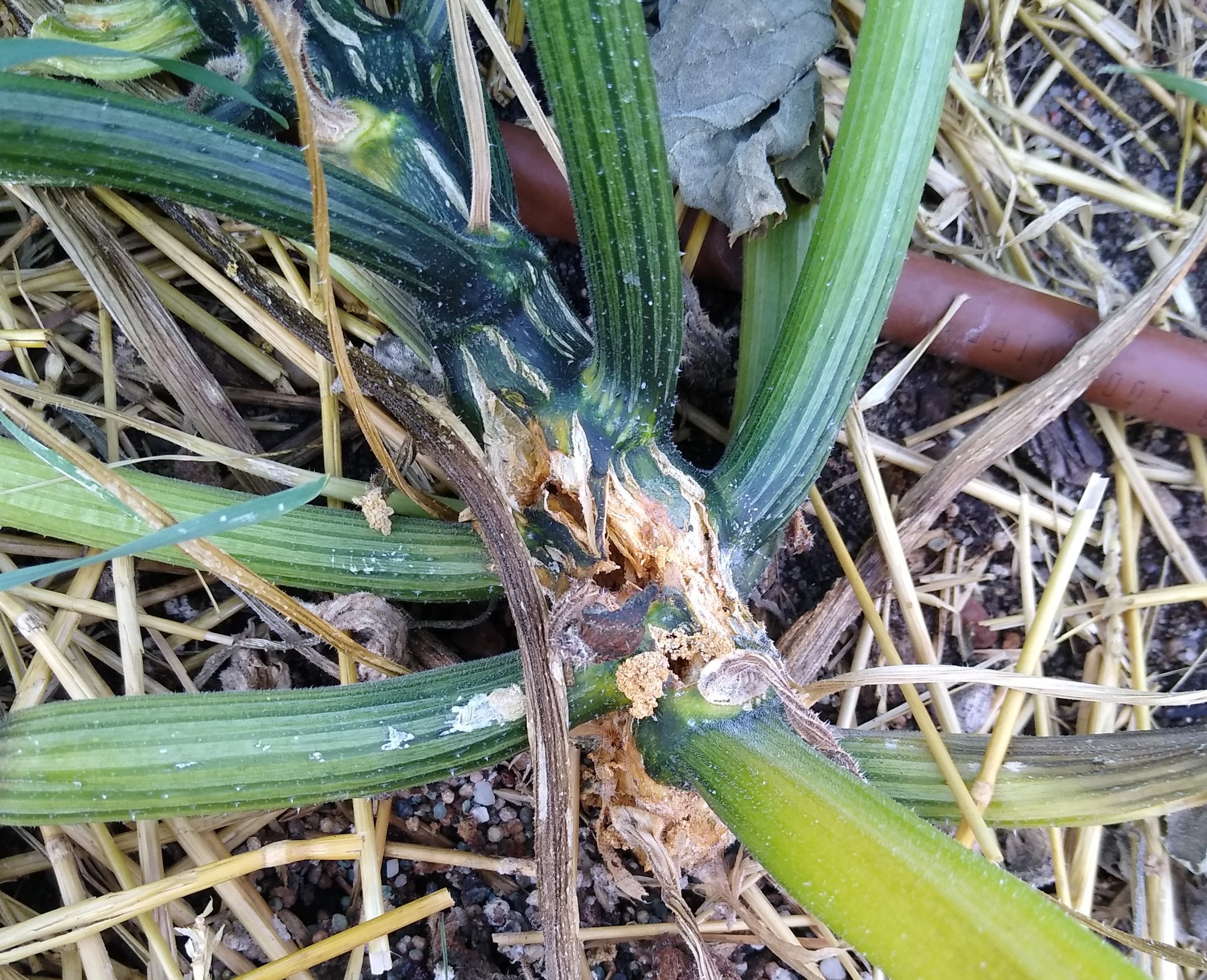 Growing squash – problems and solutions – The Demo Garden Blog