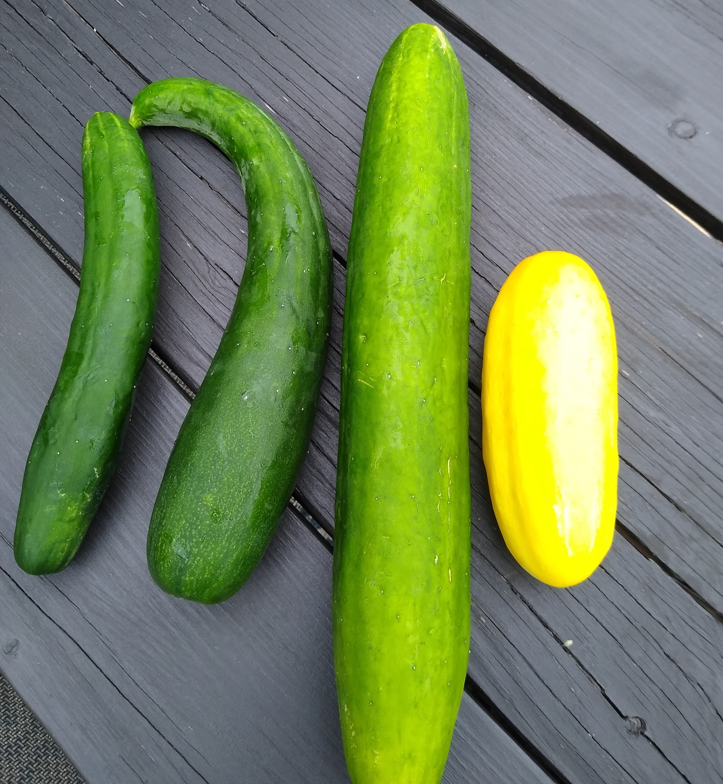 What we’re harvesting – The Demo Garden Blog